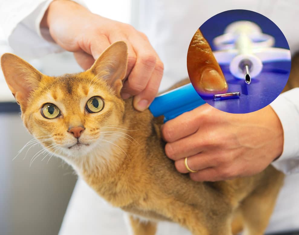 Pet Microchipping - Zanzibar Animal Care