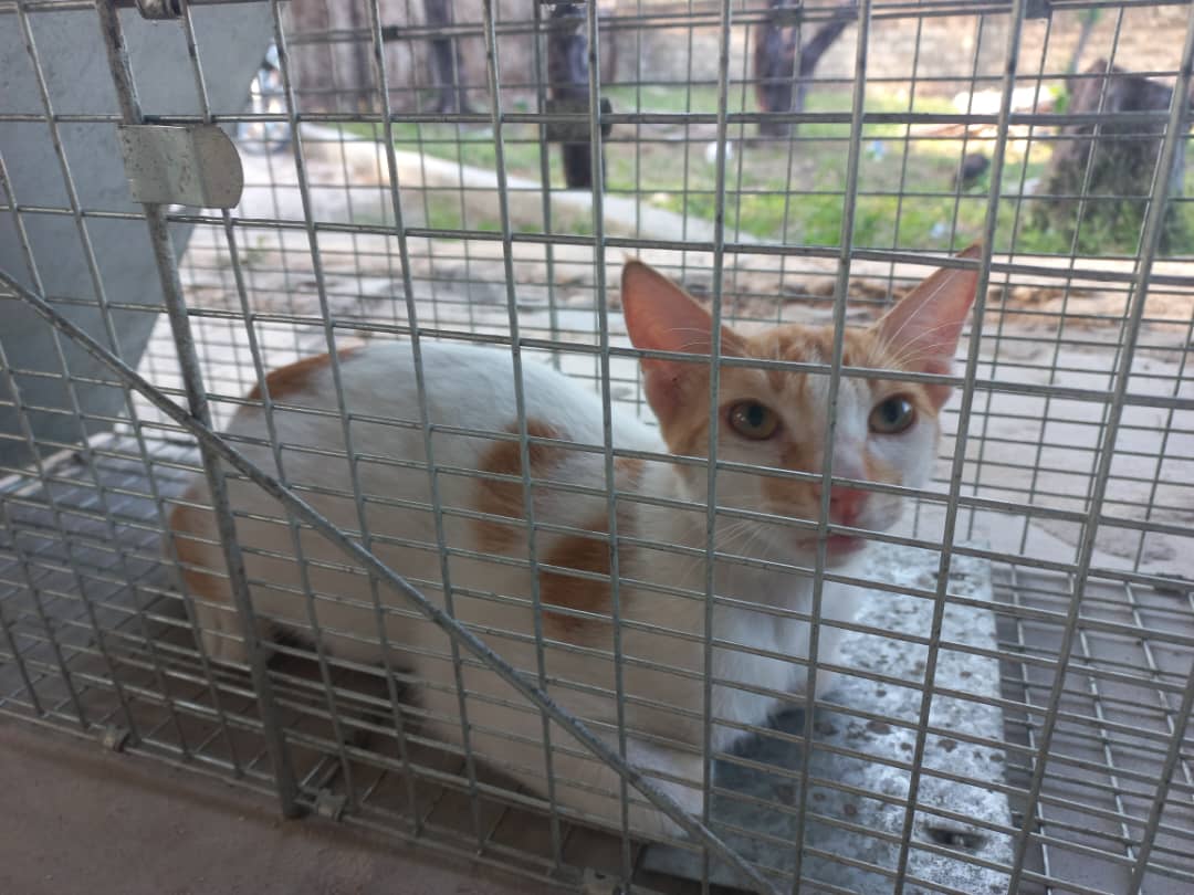 Pet Relocation - Zanzibar Animal Care